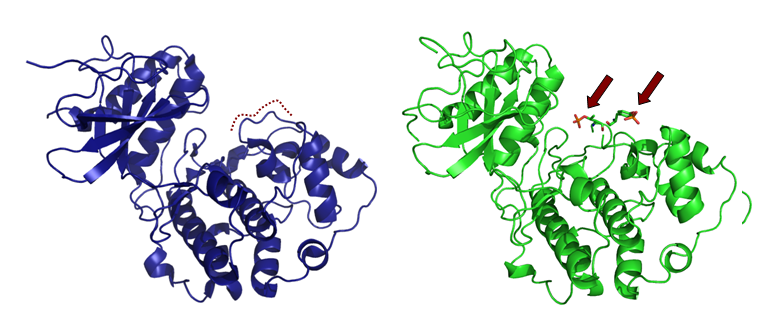 El fosfato marca la diferencia | Hablando de Ciencia
